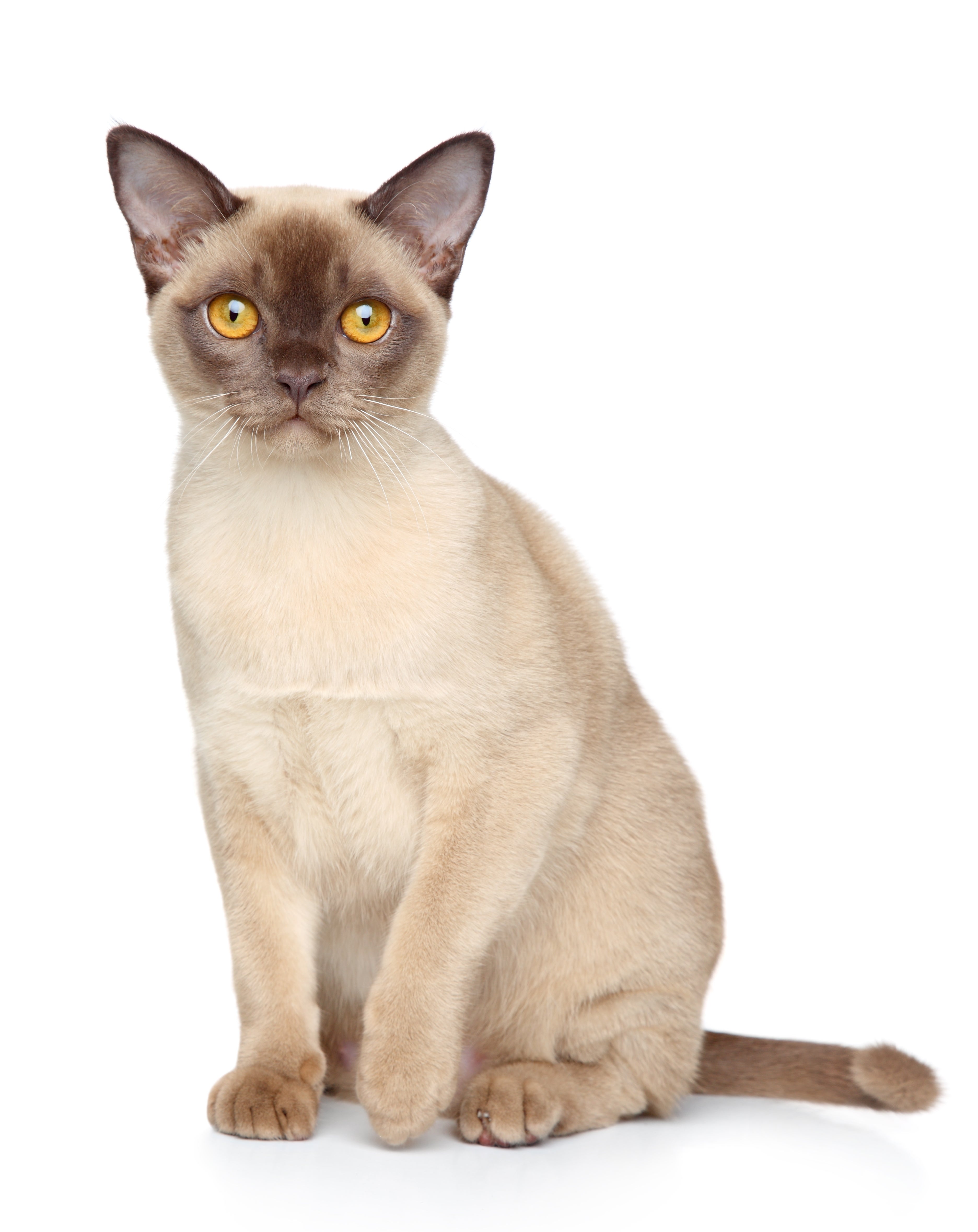Burmese Cat Breed Adoption Information Petfinder
